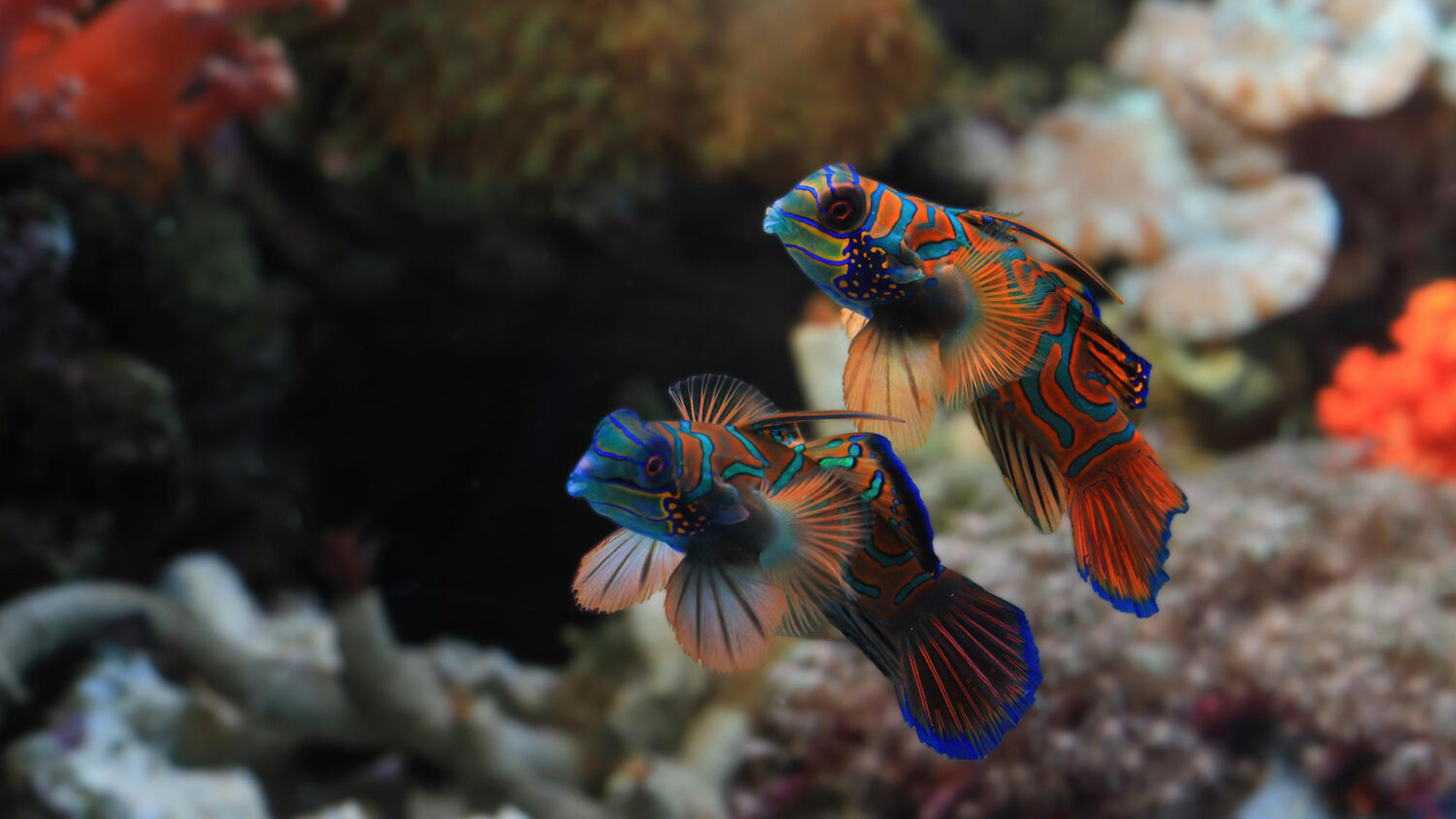 The Ultimate Guide to Fish Foods: Keeping Your Fish Happy and Healthy ...
